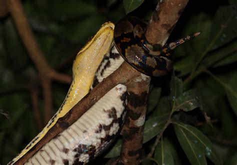 Reticulated Python Malayopython Reticulatus Bali Wildlife