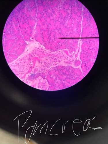 Microscope Slides Flashcards Quizlet