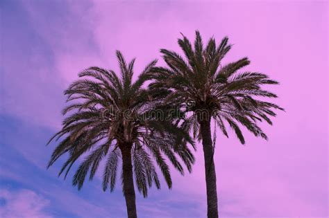 Пальмы на ноче стоковое фото изображение насчитывающей набережная 26630882