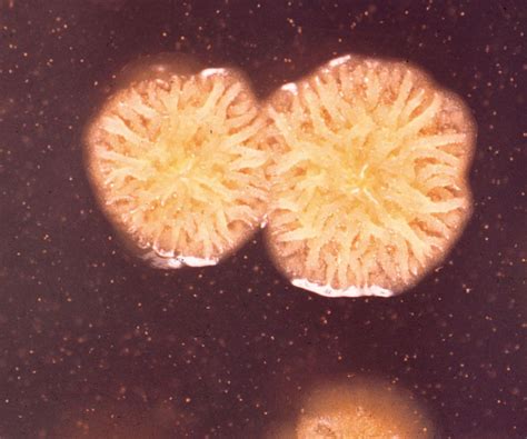 Thiobacillus Bacteria Genus Britannica