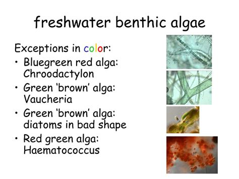 Ppt How To Know The Freshwater Benthic Algae Powerpoint Presentation