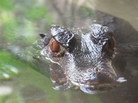 cuvier?s dwarf caiman barcelona zoo - ZooChat