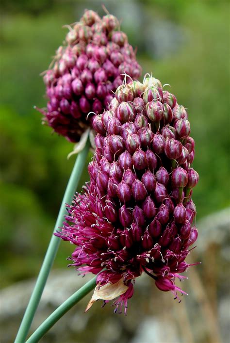 무료 이미지 생기게 하다 식물학 플로라 야생화 플로어 히아신스 Ggl1 매크로 사진 꽃 피는 식물 육상 식물 양파 속 2977x4445