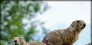 Differenza tra cervo e capriolo Qual è la differenza tra
