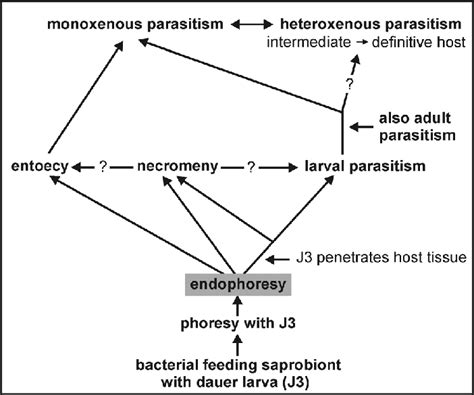 Different Associations Of Secernentea With Other Organisms As