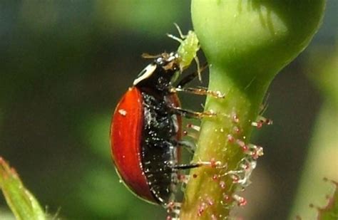 Rose Aphids Solvepest