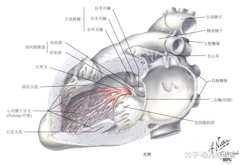 001 心电图的结构基础——认识心脏解剖与心脏传导系统 知乎