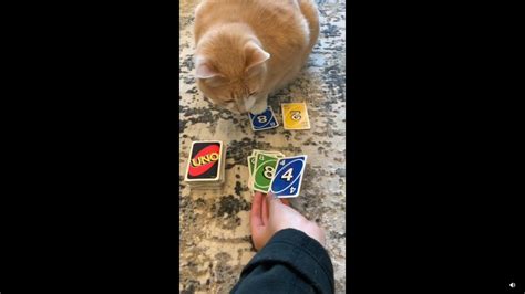 Cute Cat Playing Uno R Mademesmile