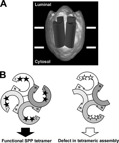 Schematic Depiction Of Three Dimensional Structure Of Spp A