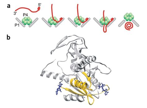 Model Of RNA Loading And The Cooperative Unit A Model Of RNA Red Download Scientific