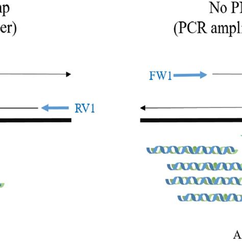 Principle Of Pna Directed Pcr Clamping Download Scientific Diagram