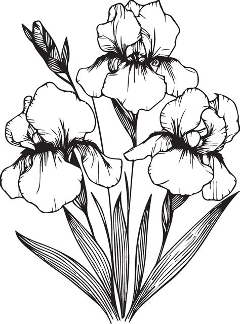 Sketch Iris Flower Drawing Easy Simple Iris Flower Drawing Pencil