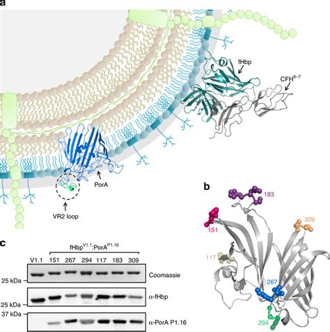 Structure Based Design Of Chas A Schematic Of Meningococcal Cell