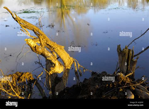 Flood Zone Tree Roots Stock Photo Alamy