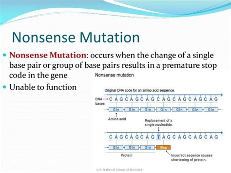 Ppt Mutations Powerpoint Presentation Id2015860