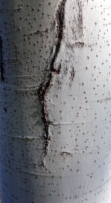 Ornamental Tree Bark With White And Brown Patches Stock Photo Image Of Ornament Ornamental