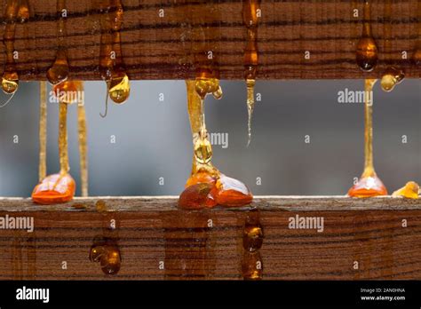 Gum Tree Resin Stock Photos Gum Tree Resin Stock Images Alamy