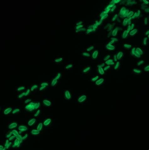 Postdoc Research Fellow Evolution Of Host Pathogen Interactions Jobrxiv