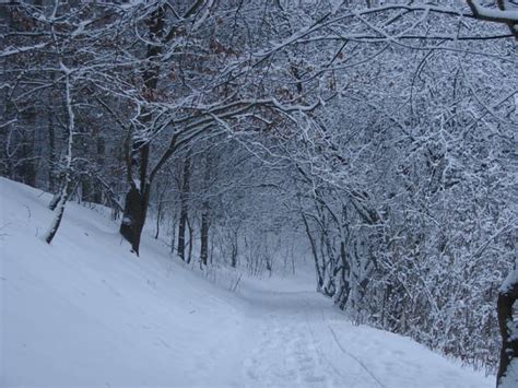 winter trees r unrealengine
