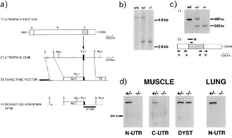 Generation Of Utrophin Deficient Mice A Structure Of The Utrophin