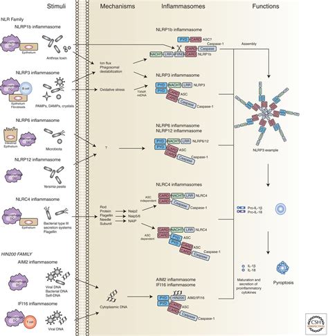 Inflammasomes