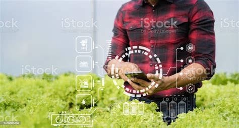 농업은 생산 관리 스마트 폰을 사용하여 온실에서 양질의 채소를 모니터링합니다 공부를 위한 기술을 사용하는 똑똑한 농부 농장에 대한 스톡 사진 및 기타 이미지 Istock