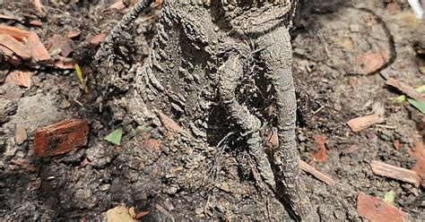 Pecan Tree Root Flare Album On Imgur