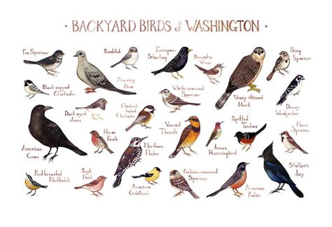 Washington Backyard Birds Field Guide Art Print Watercolor