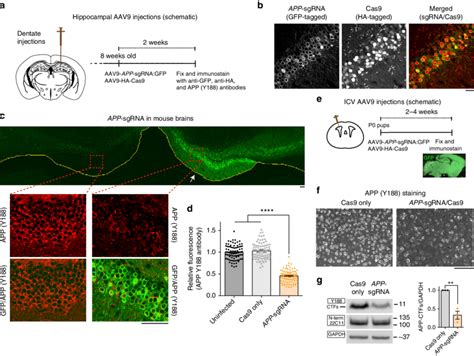 Gene Editing Of App C Terminus In Vivo A Aav9 Sgrna And Aav9 Cas9 Were Download Scientific