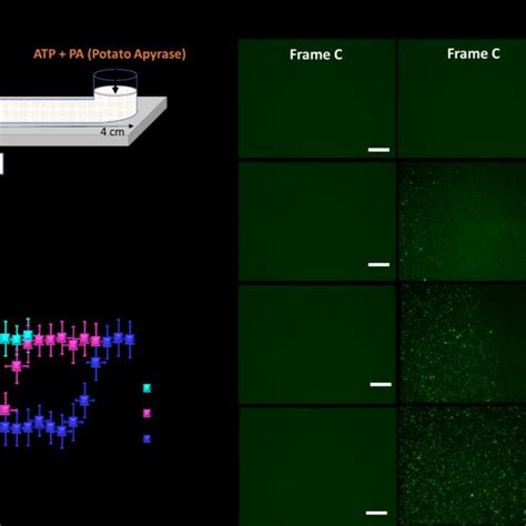 Spatiotemporal Evolution Of Colloidal Population Dynamics During Download Scientific Diagram