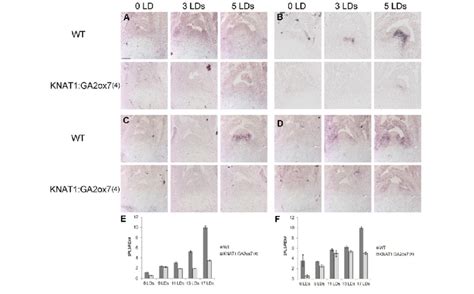 Temporal And Spatial Expression Patterns Of Spl Genes In The Transgenic
