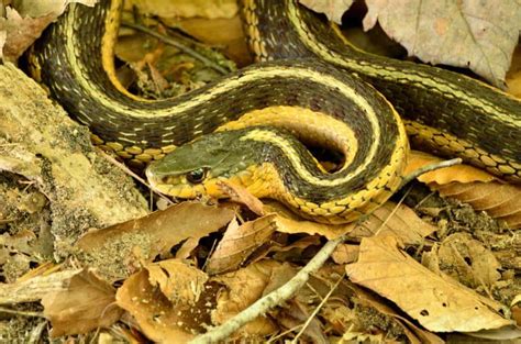20 Snake Adaptations That Defy Evolution Animals Around The Globe