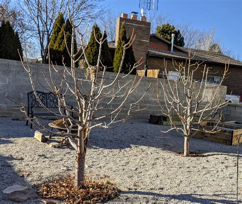 Fruit Tree Pruning At Its Best How To Prune Pear Trees