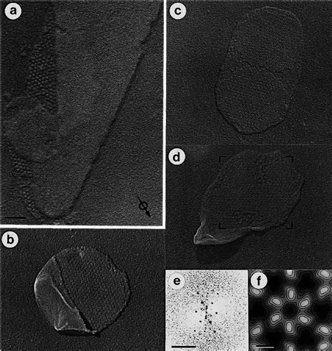 For Comparison With The Corresponding 2d Projection Images See Figure Download Scientific