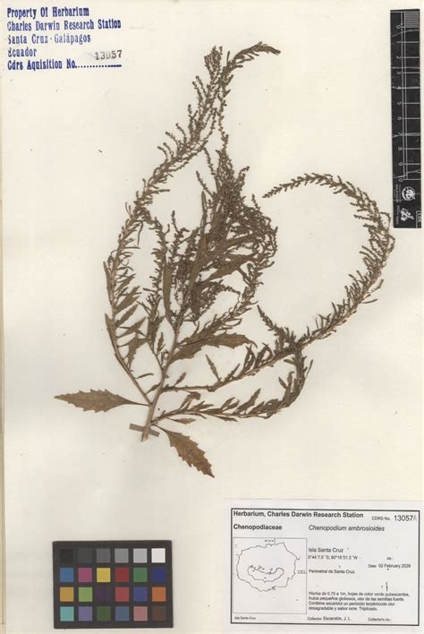 Dysphania Ambrosioides