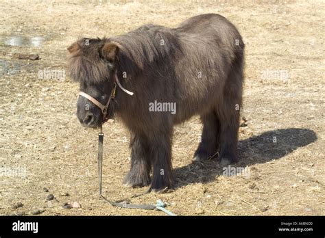 Hairy Pony Standing Still Stock Photo Alamy