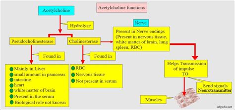 Cholinesterase Serum
