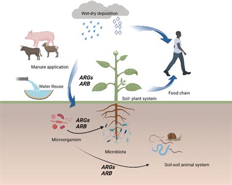 Environmental Behavior Of Arbargs In Food Chain System Download
