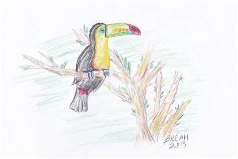 Keel Billed Toucan Drawing