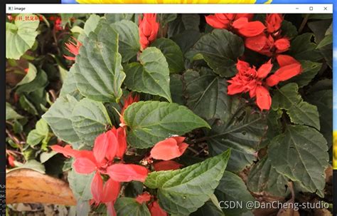 大数据毕设选题 深度学习植物识别系统(cnn Opencv Python) Csdn博客 大数据毕设选题 深度学习植物识别系统(cnn Opencv Python) Csdn博客