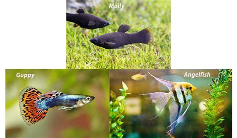 How Should I Stock A 30 Gallon Fish Tank Hygger