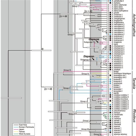 Bayesian Inference Phylogeny With Estimated Divergence Times The Node