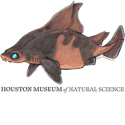 Angular Roughshark Hmns Sticker Houston Museum Of Natural Science