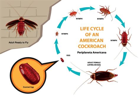 How To Get Rid Of Cockroaches A Complete Diy And Pro Guide