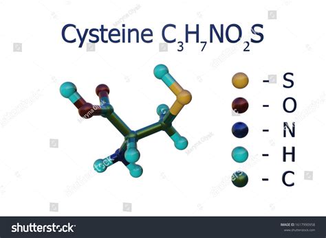 Structural Chemical Formula Molecular Model Cysteine Stock Illustration 1617990958 Shutterstock