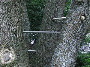 Tree Cabling Static Support Systems A New Leaf Tree Service
