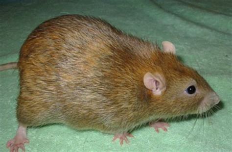 What Is A Rats Favorite Color At Frank Dugas Blog