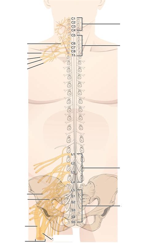 Nerve Plexuses Of The Body Diagram Quizlet