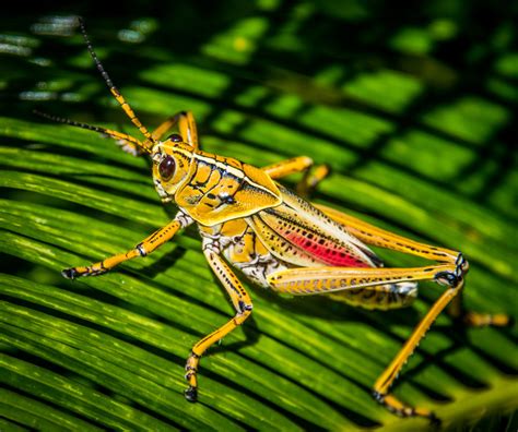 Eastern Lubber Grasshopper Romalea Guttata The Lazy Naturalist Sarasota Florida