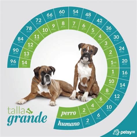 Descubre Tu Edad Perruna Y Conoce El Lenguaje Corporal De Tu Perro